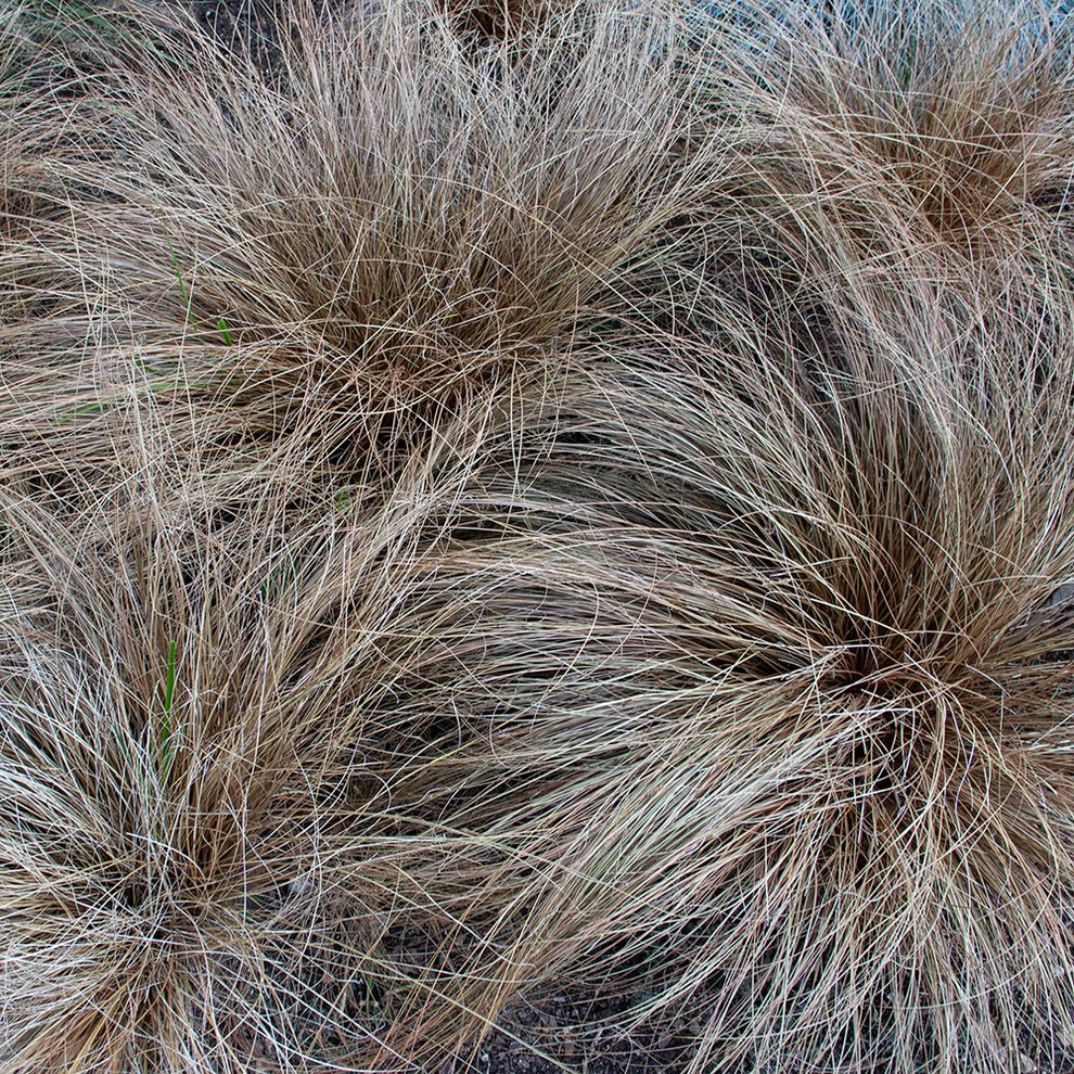 Carex comans 'Bronze Form' - Zegge – Comnox Company